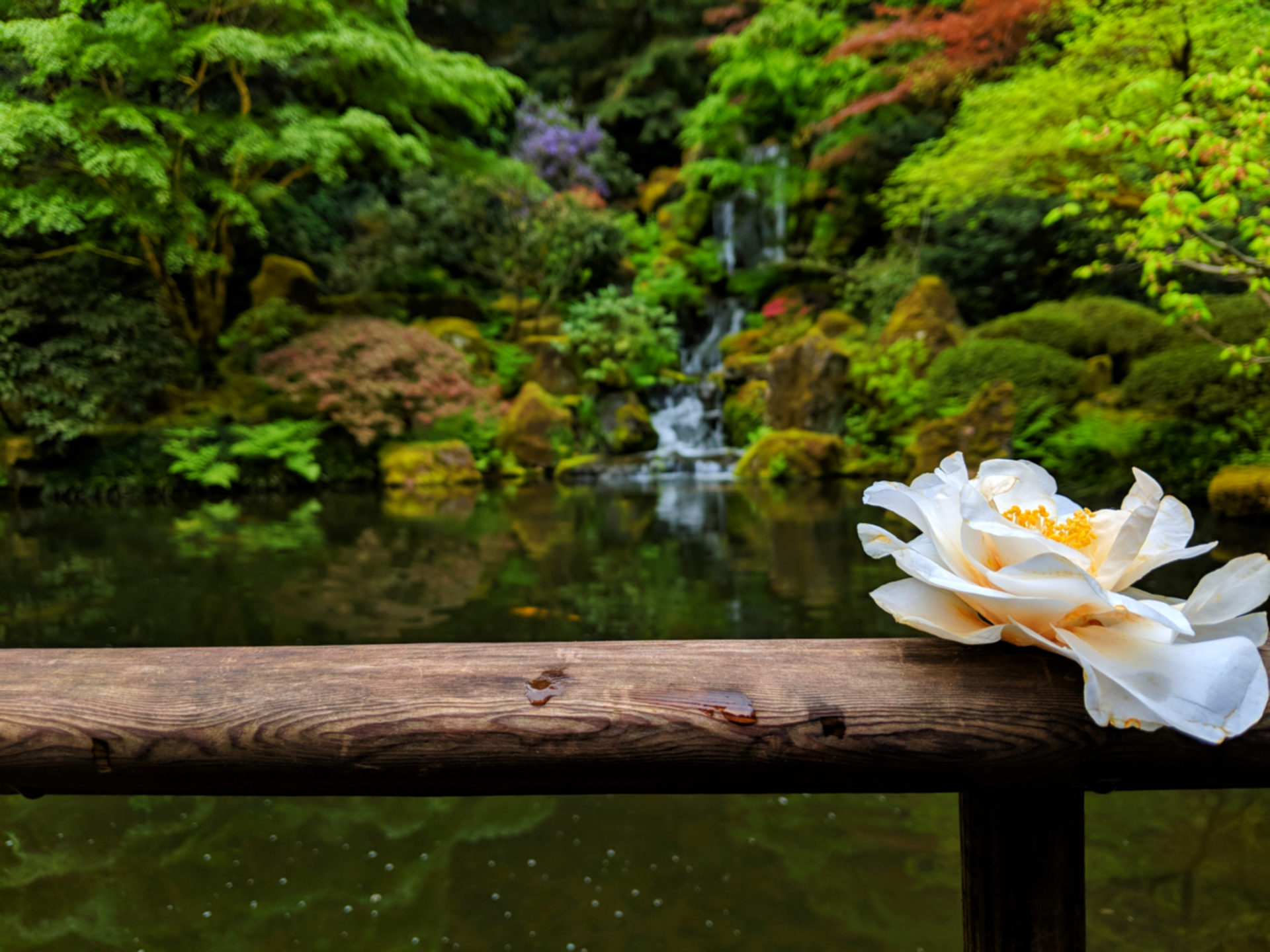 The Best Weekend in Portland! - Florida Man on the Run