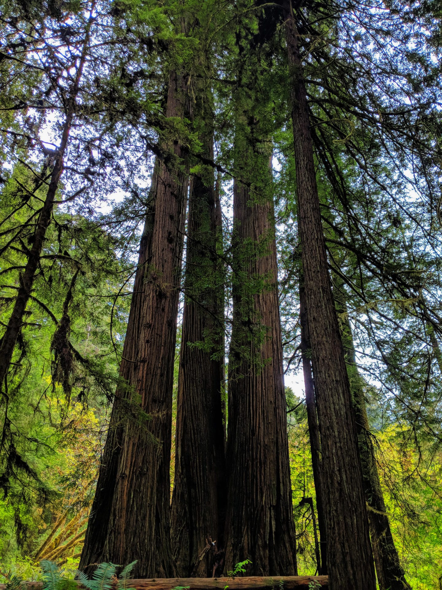 The Redwood Highway in California: An Iconic American Road Trip ...