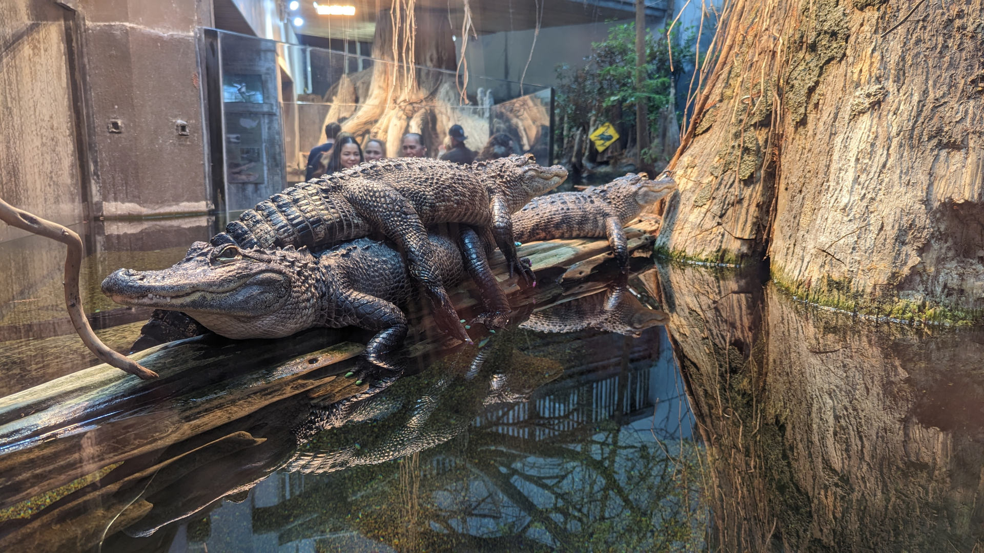 Your Guide to a Fantastic Weekend in Chattanooga - Florida Man on the Run