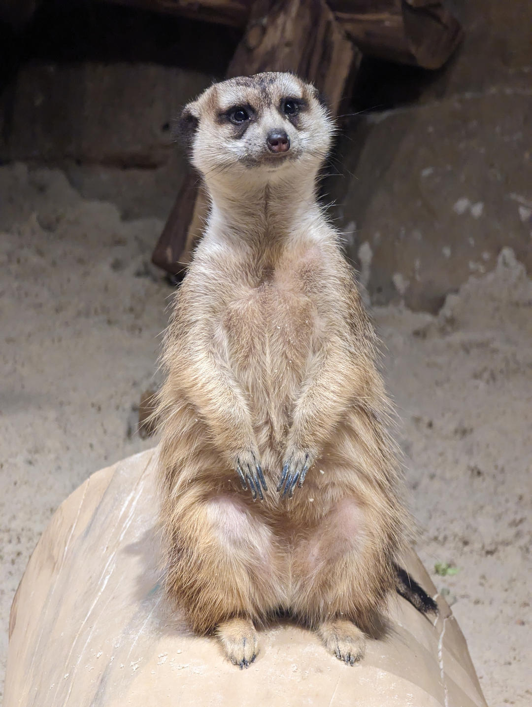 Your Guide to a Fantastic Weekend in Chattanooga - Florida Man on the Run